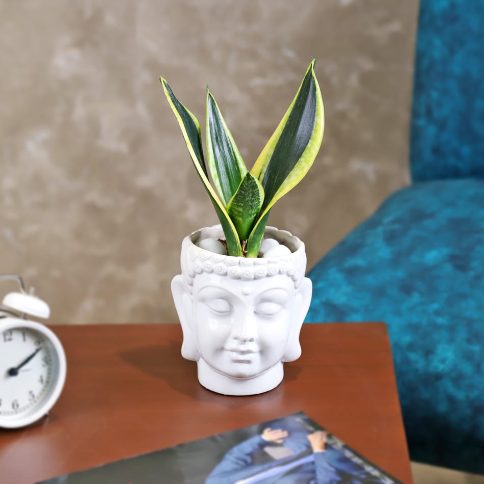 Buddha Pot Buddha Face Planter Pot With Drainage Makers India