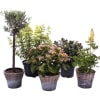 Buy/Send Outside plant Online | IGP | NID1311330