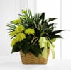 Buy/Send The FTD Loving Light Dishgarden Online | IGP | NID1409544