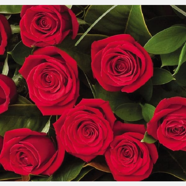 Buy/Send 12 Medium Stemmed Roses Online | IGP | NZ1284734