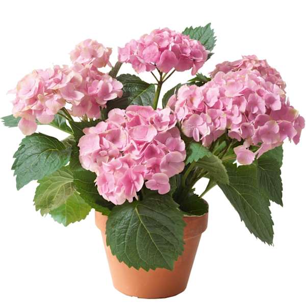 Buy/Send Hortensia Online | IGP | NID1342479