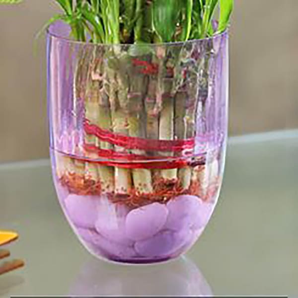 Buy/Send Lavender Glass Vase- 6 Inches Online | IGP | JVS1240813