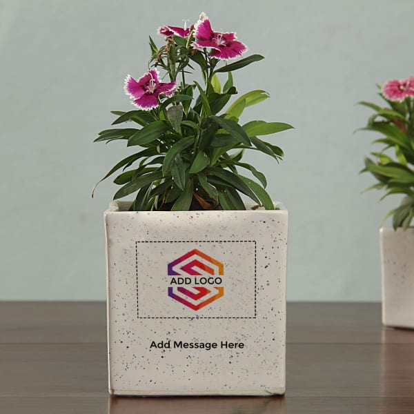 Planter Set With Logo And Message Customisation: Gift/Send Business ...