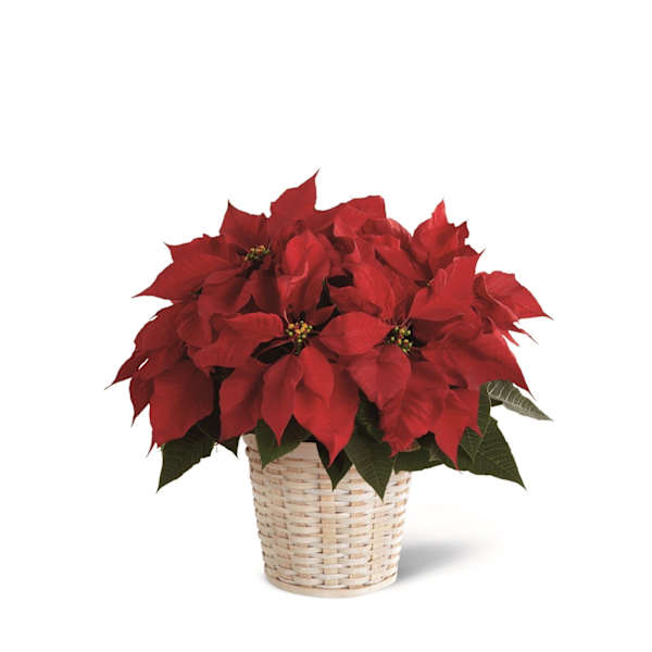 Buy/Send Red Poinsettia Basket Online | IGP | NID1362954
