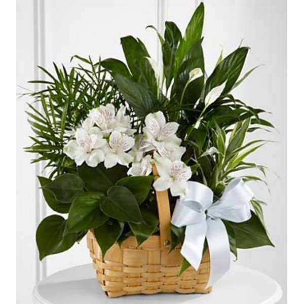 Buy/Send The FTD Peace And Serenity Dishgarden Online | IGP | ID1347545