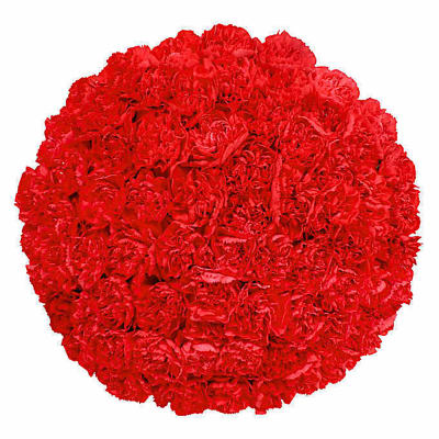 Buy/Send 100 Carnations Online | IGP | JVS1281053