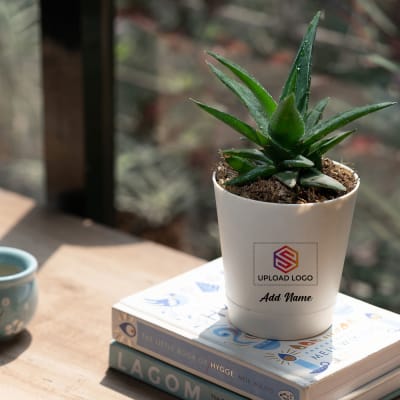 Buy/Send Aloe Vera Mini Plant Customized with logo and Name Online ...