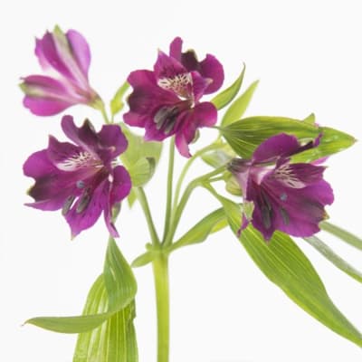 Buy/Send Alstroemeria Carline (Bunch of 10) Online | IGP | WF1095432