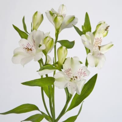 Buy/Send Alstroemeria Virginia (Bunch of 10) Online | IGP | WF1095434