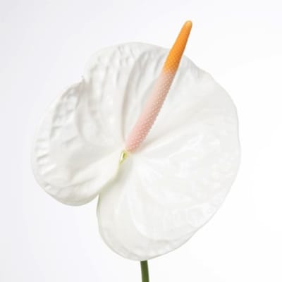 Buy/Send Anthurium Acropolis (per Stem) Online | IGP | WF1096255