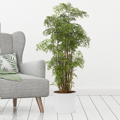 Buy/Send Aralia Online | IGP | JVS1195539