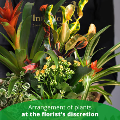 Buy/Send Arrangement of Plants Online | IGP | ID1125561