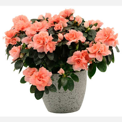 Buy/Send Azalea Online | IGP | NID1342501