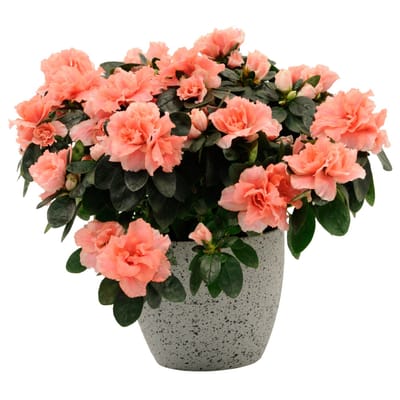 Buy/Send Azalea Online | IGP | NID1368496