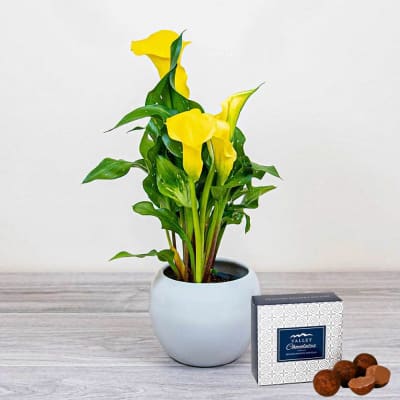 Buy/Send Beautiful Calla Lily Online | IGP | JVS1180103