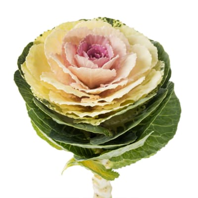 Buy/Send Brassica Crane Ruby White (per Stem) Online | IGP | WF1095650