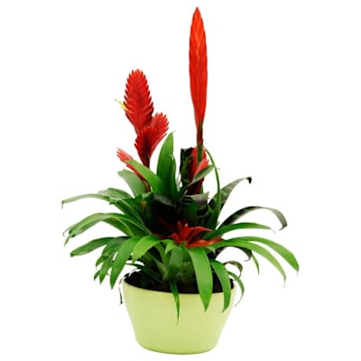 Buy/Send Bromelia Online | IGP | NID1345689