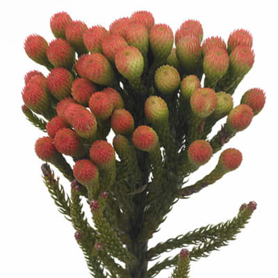 Buy/Send Brunia Laevis Red (Bunch of 10) Online | IGP | WF1095656