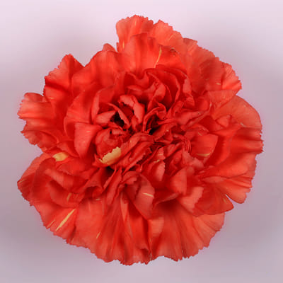 Buy/Send Carnation Caroline (Bunch of 20) Online | IGP | WF1096276
