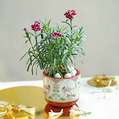 Carnation Fascination: Gift/Send Plants Gifts Online JVS1335108 |IGP.com