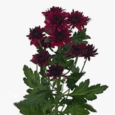Buy/Send Chrysant Spr. Barca (Bunch of 10) Online | IGP | WF1096743