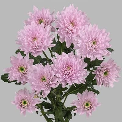 Buy/Send Chrysant Spr. Euro Pink (Bunch of 10) Online | IGP | WF1096747