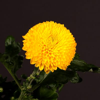 Buy/Send Chrysanthemum Paladov Sunny (Bunch of 10) Online | IGP | WF1096302