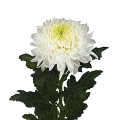 Buy/Send Chrysanthemum Se Magnum (Bunch of 10) Online | IGP | WF1096289