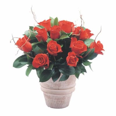 Buy/Send Classic Rose Online | IGP | ID1058571