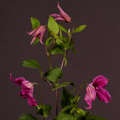 Buy/Send Clematis Inspiration (Bunch of 10) Online | IGP | WF1095729