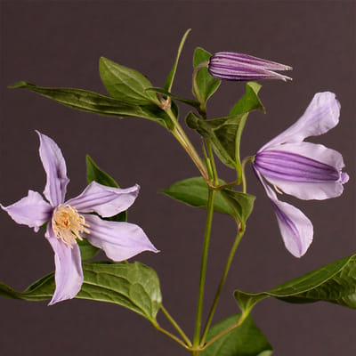 Buy/Send Clematis Star River (Bunch of 10) Online | IGP | WF1095728