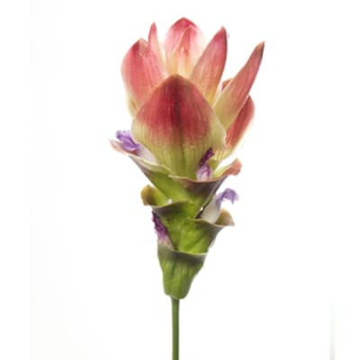 Buy/Send Curcuma Siam Solar (Bunch of 5) Online | IGP | WF1095733