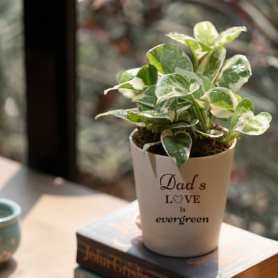 Dad's Love Is Evergreen Money Plant: Gift/Send Father's Day Gifts ...
