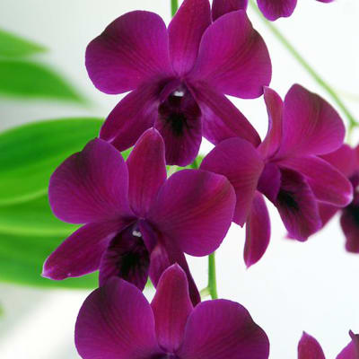 Buy/Send Dendrobium Dark Purple (Bunch of 20) Online | IGP | WF1096493