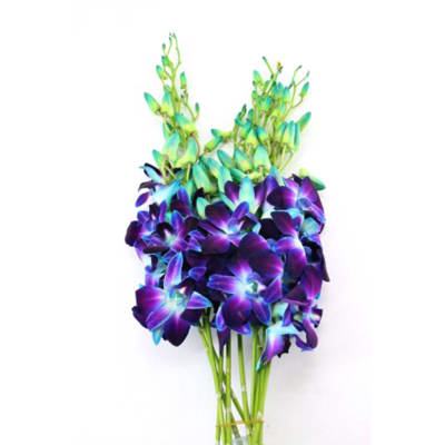 Buy/Send Dendrobium Gal Blue Paint (Bunch of 20) Online | IGP | WF1096494