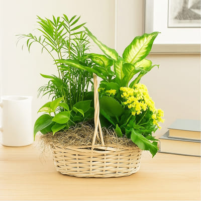 Buy/Send European Dish Garden Online | IGP | JVS1204660