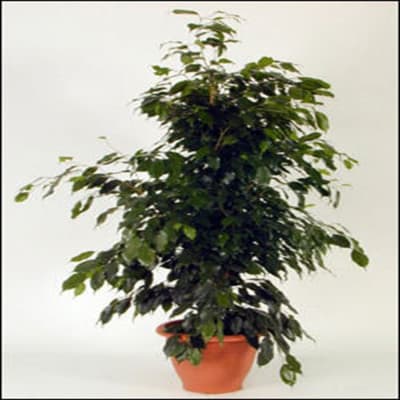 Buy/Send Ficus Online | IGP | ID1084531