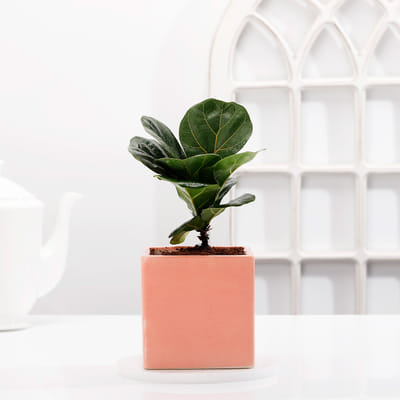 Buy/Send Fiddle Leaf Fig Plant With Pink Planter Online | IGP | JVS1401821