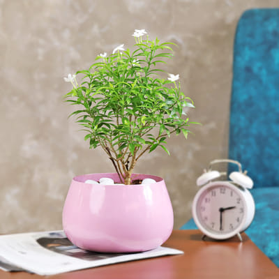 Buy/Send Floral Beauty Murraya Plant Online | IGP | JVS1191994