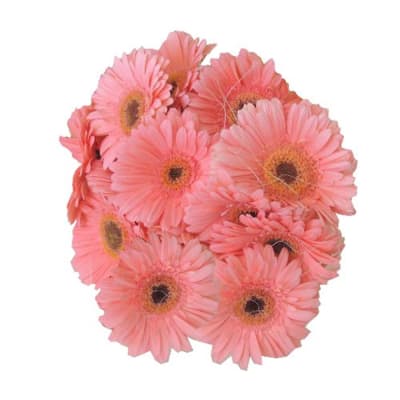 Buy/Send Gerbera Bunch Pink Online | IGP | ID1085539