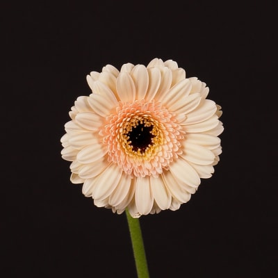 Buy/Send Germini Cafe (Bunch of 10) Online | IGP | WF1096405