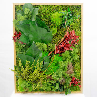 Buy/Send Green Wall with Frame 1 Online | IGP | IP1120098