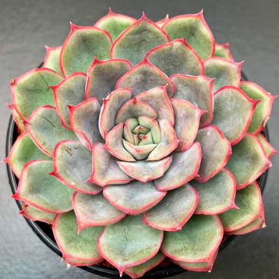 Buy/Send Hercules (per Piece) Online | IGP | WF1096871