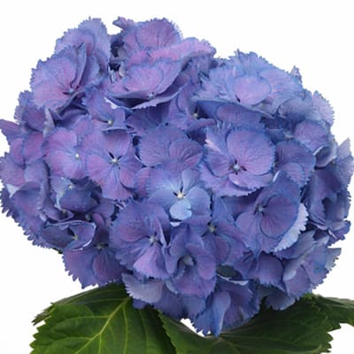 Buy/Send Hydrangea Elbtal Purple (Bunch of 5) Online | IGP | WF1095981