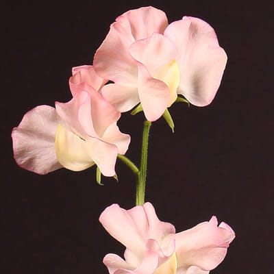 Buy/Send Lathyrus Winter Sunshine Peach (Bunch of 10) Online | IGP ...