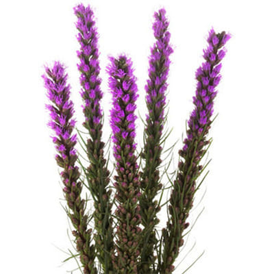 Buy/Send Liatris Blazing Stars (Bunch of 10) Online | IGP | WF1096010