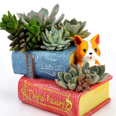 Buy/Send Mini Resin Pot - Book Stack - Assorted - Single Piece Online ...