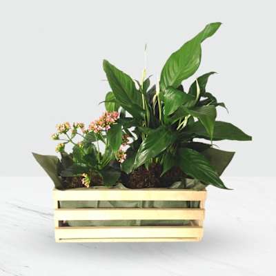 Buy/Send Mixed Plants In Box Online | IGP | NID1346961