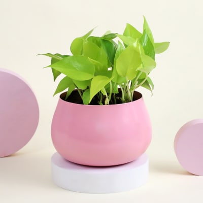 Send Money Plant in a Pink Planter Online, Same Day Delivery in UAE ...