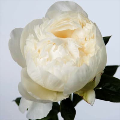 Buy/Send Peonies Bowl of Cream (Bunch of 10) Online | IGP | WF1096042